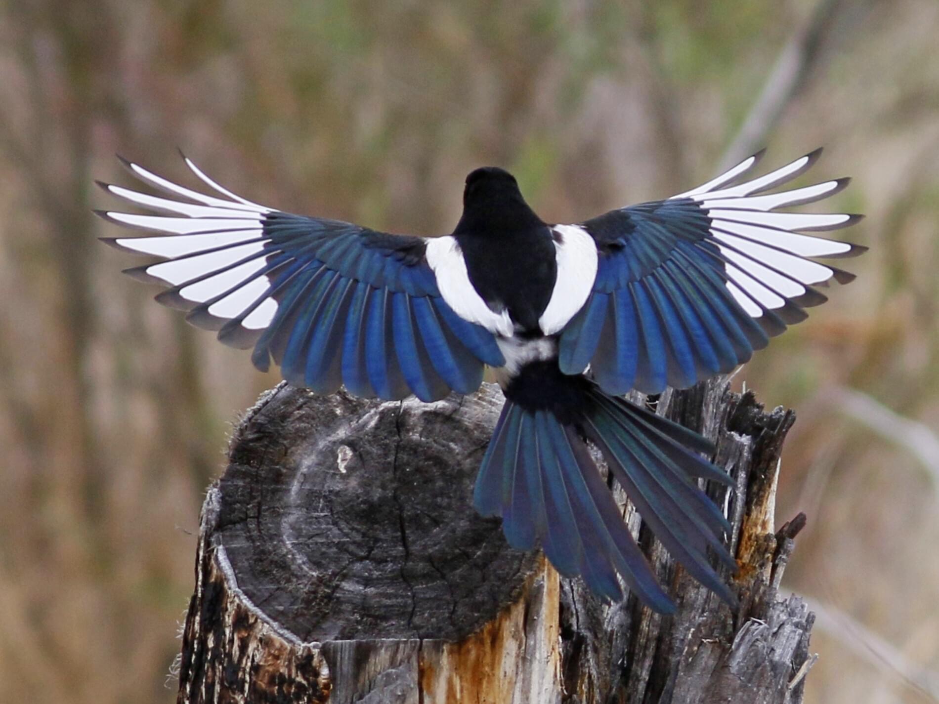 Black-billed Magpie – Celebrate Urban Birds