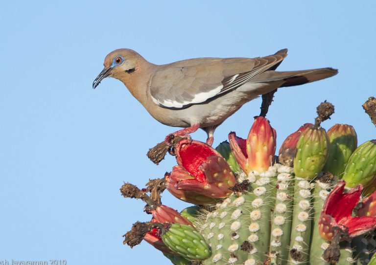 White-winged Dove | Celebrate Urban Birds