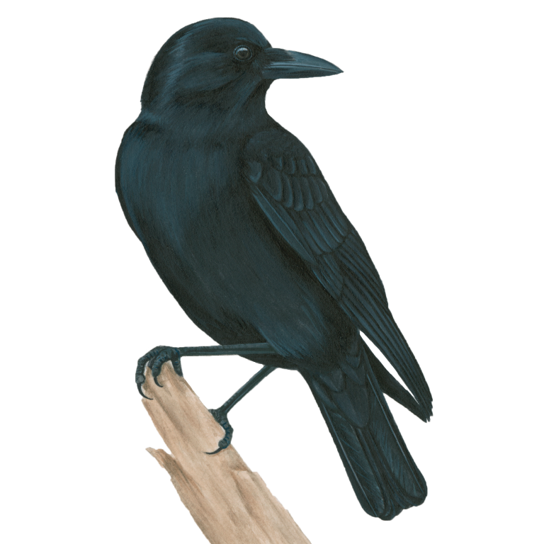 White-winged Dove | Celebrate Urban Birds