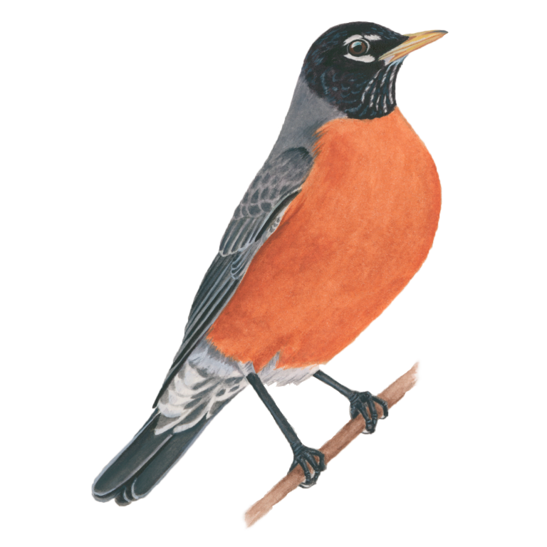 White-winged Dove | Celebrate Urban Birds