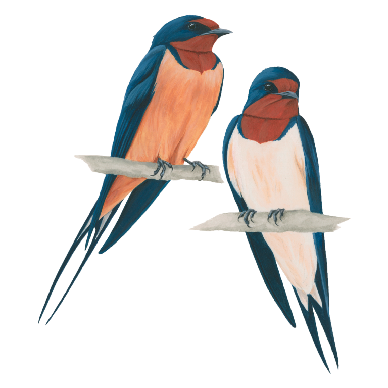 White-winged Dove | Celebrate Urban Birds