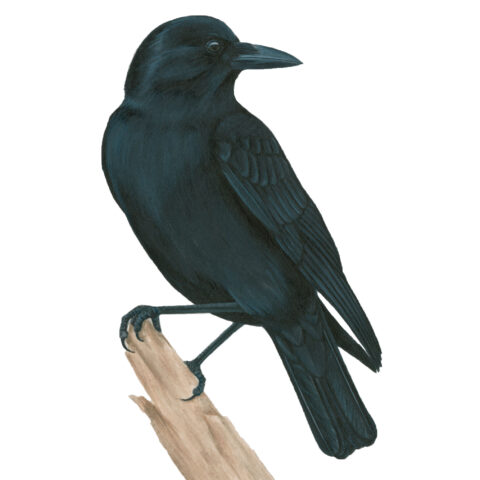American Crow – Celebrate Urban Birds