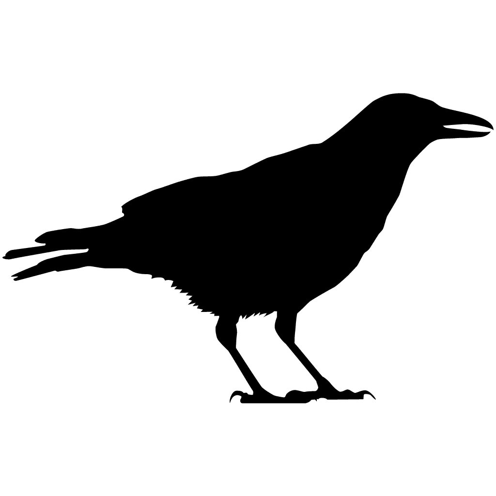 Cuervo Americano – Celebra les Aves Urbanas