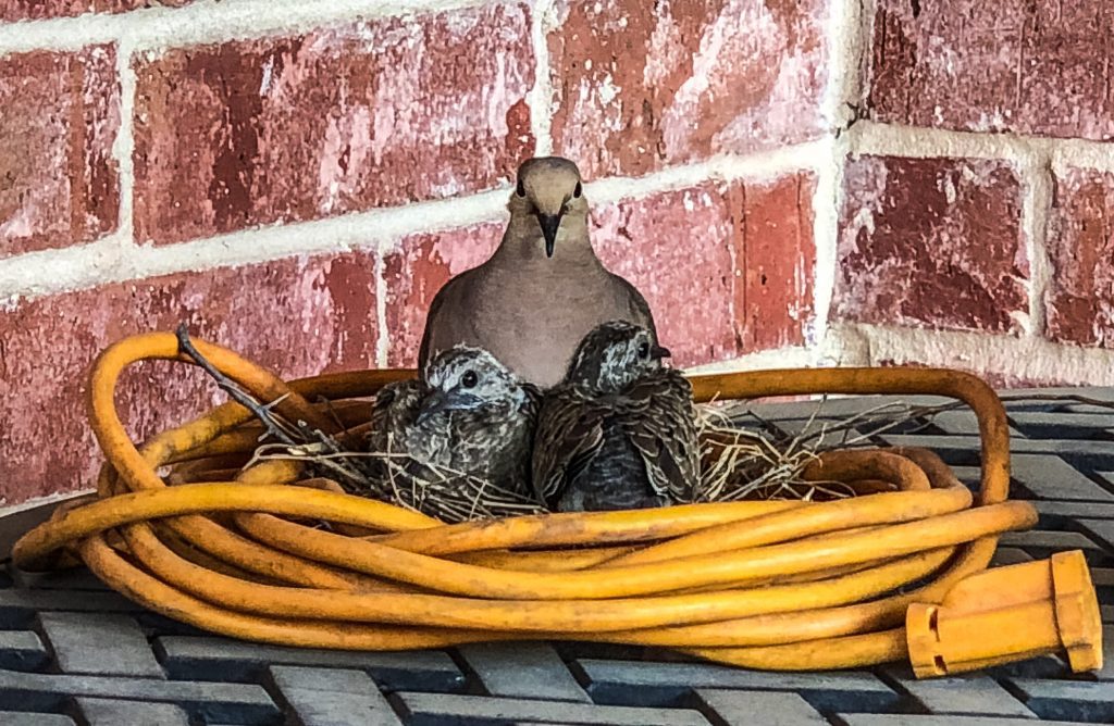 Funky Nests in Funky Places Poetry – Celebrate Urban Birds