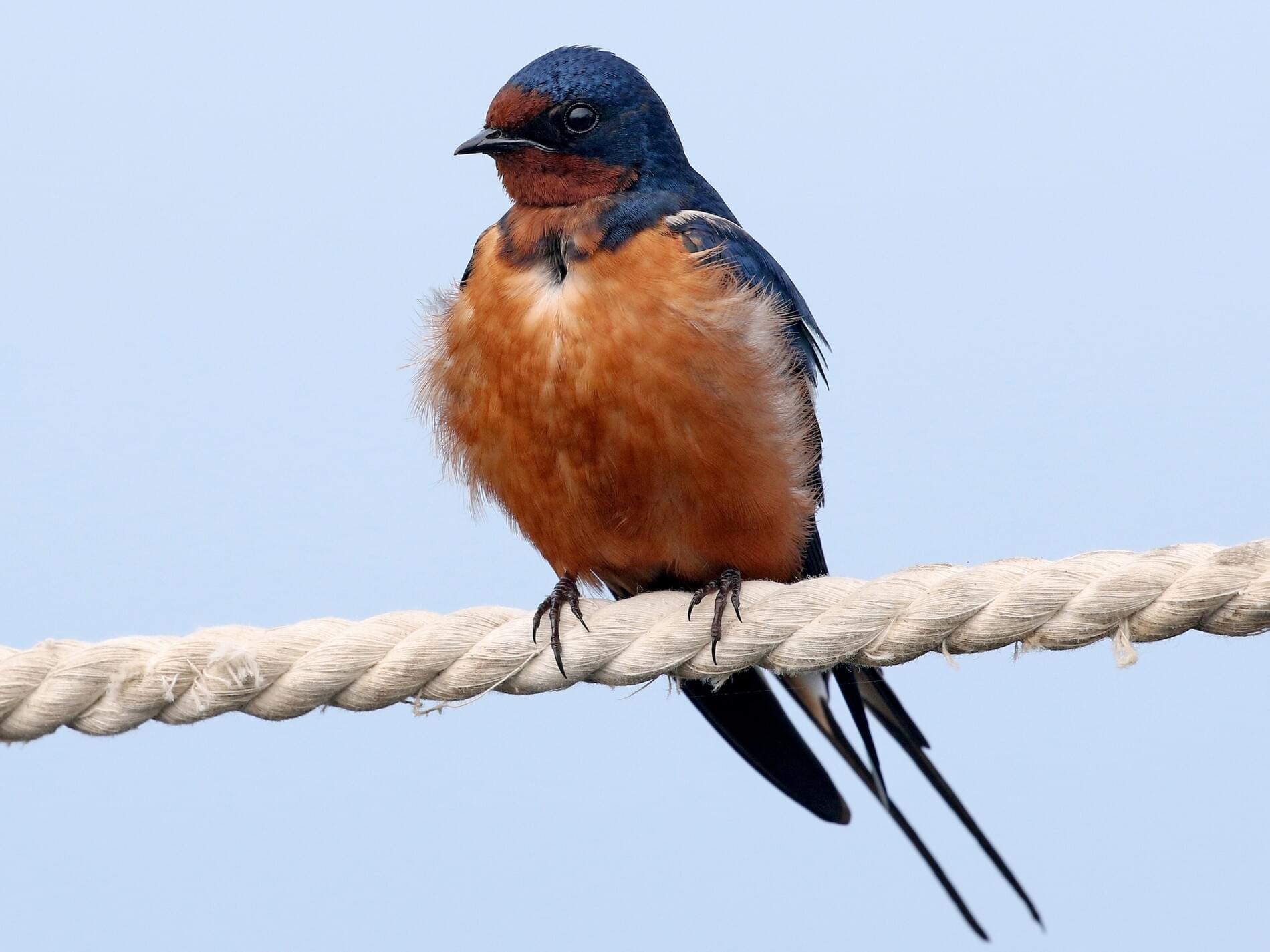 Barn Swallow – Celebrate Urban Birds