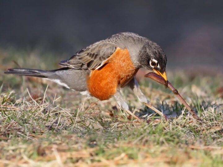 American Robin – Celebrate Urban Birds