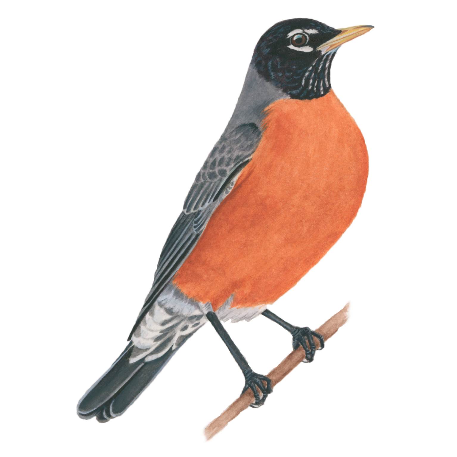 American Robin – Celebrate Urban Birds