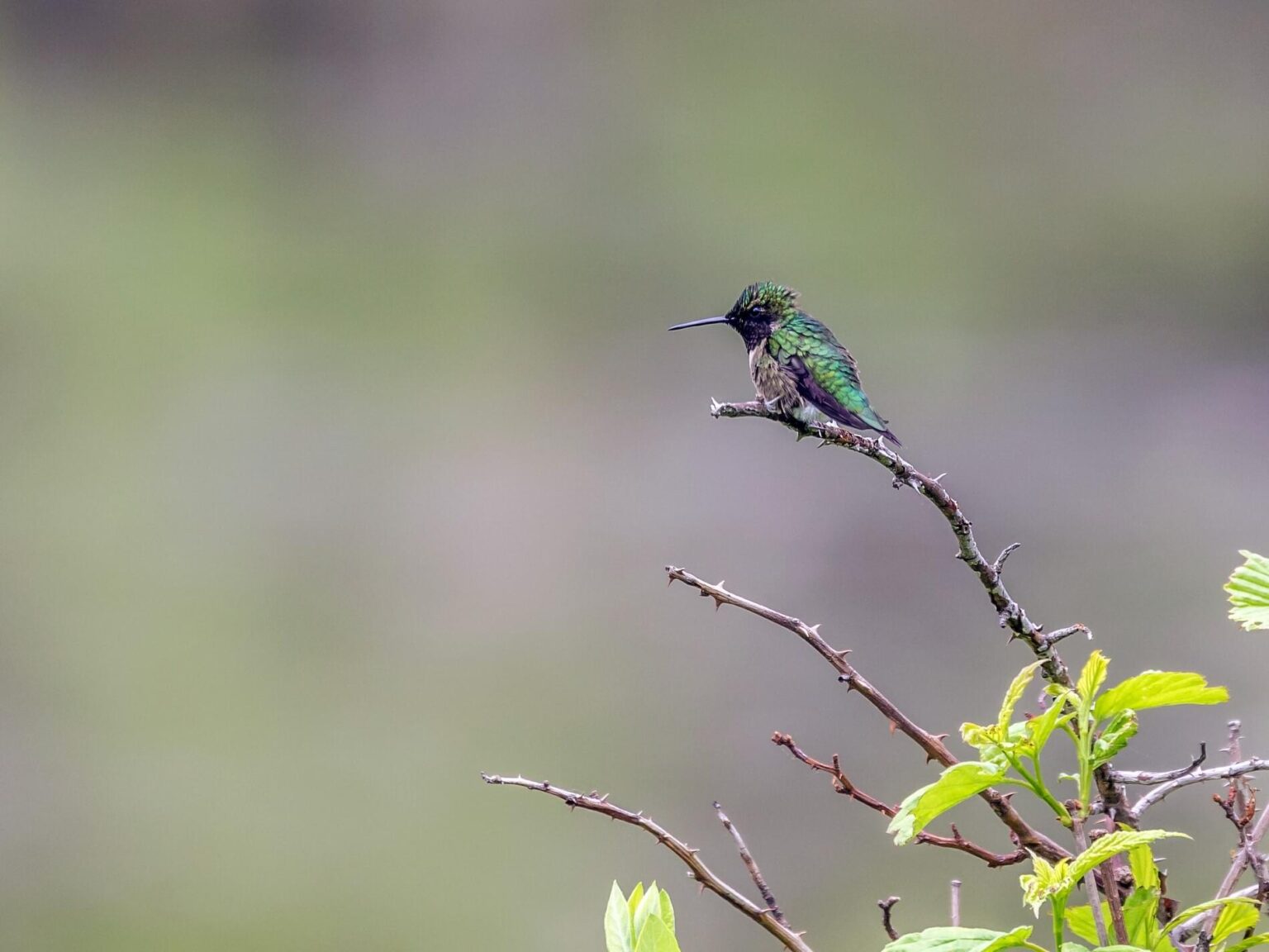 Colibrí Garganta Rubí – Celebra les Aves Urbanas