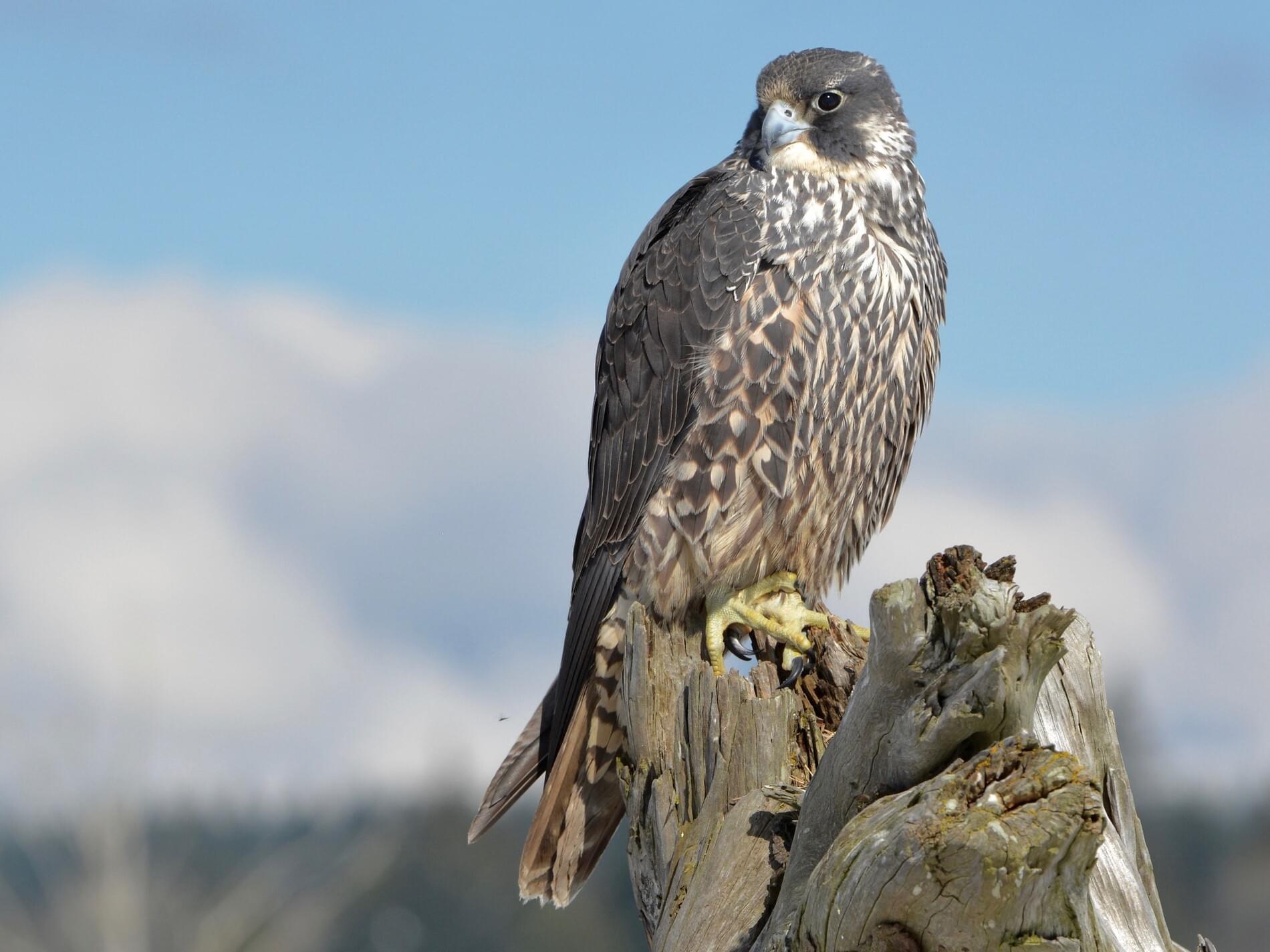Peregrine Falcon – Celebrate Urban Birds