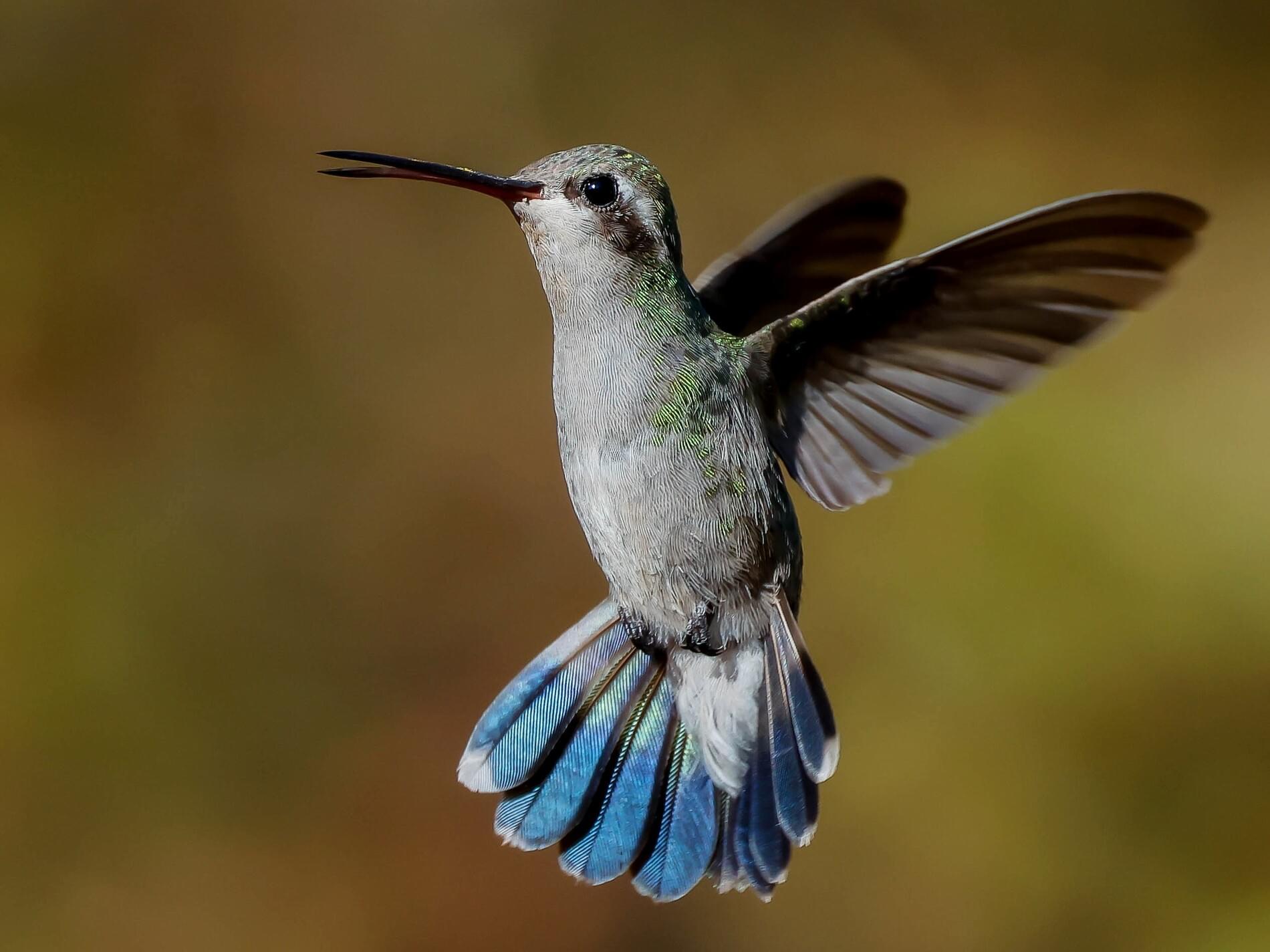 Colibrí Pico Ancho – Celebra les Aves Urbanas
