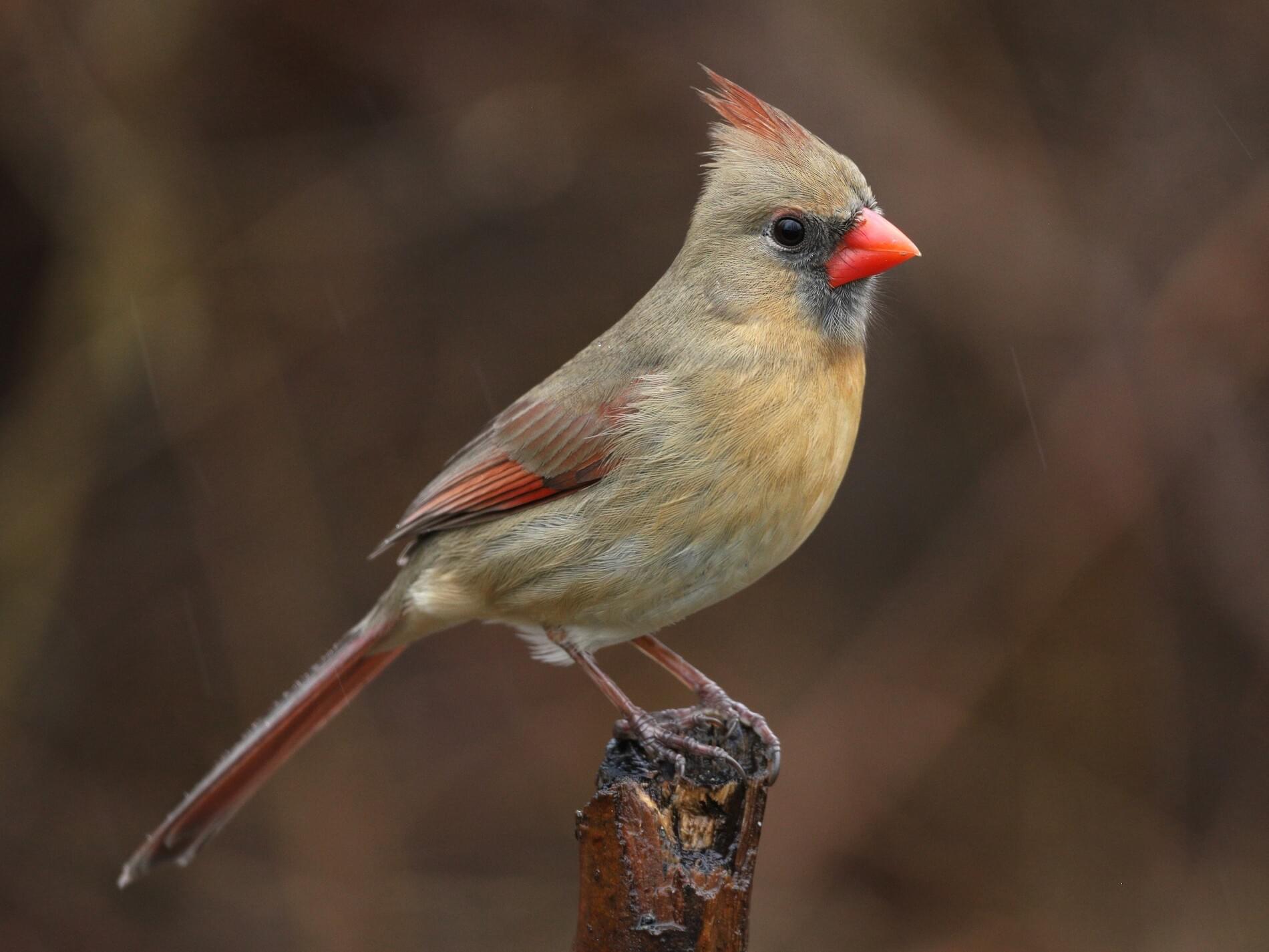Northern Cardinal – Celebrate Urban Birds