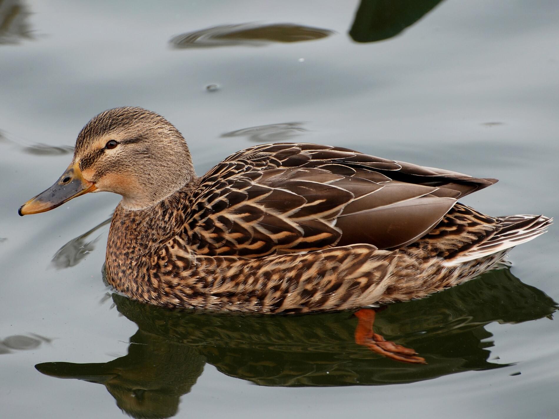 Mallard – Celebrate Urban Birds