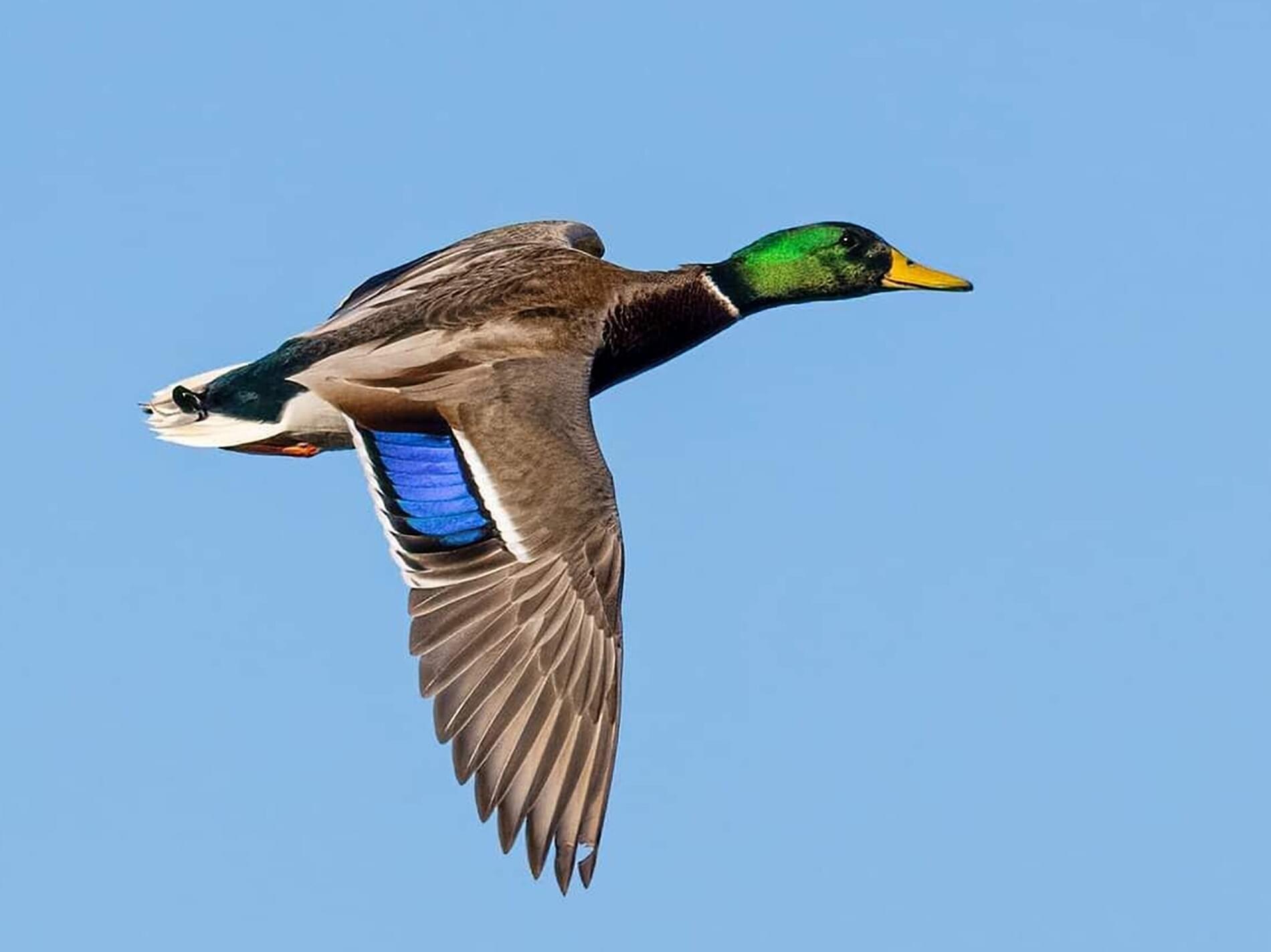 Mallard – Celebrate Urban Birds