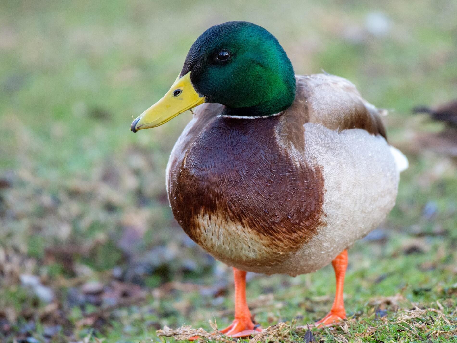 Mallard – Celebrate Urban Birds