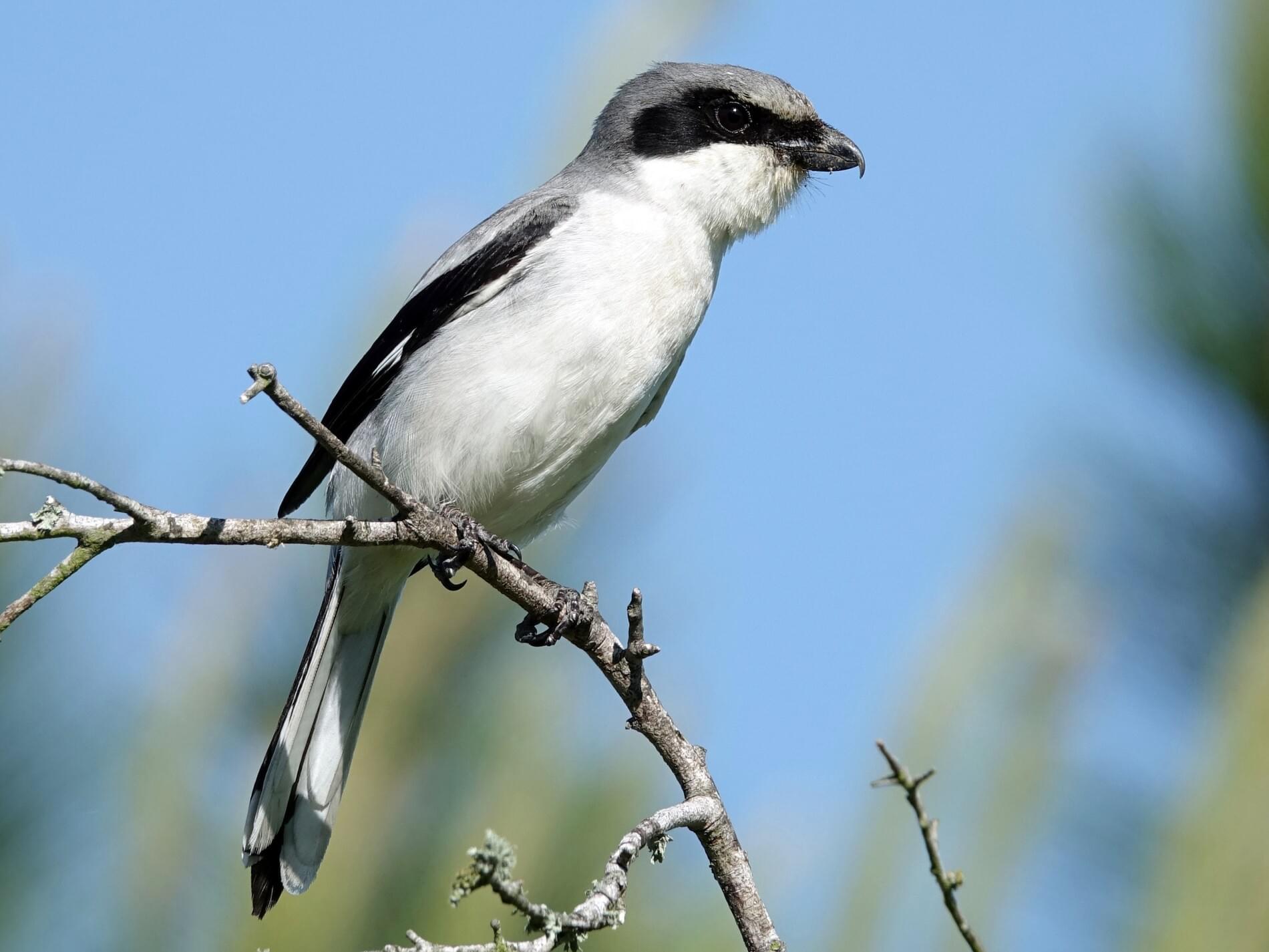 Loggerhead Shrike – Celebrate Urban Birds