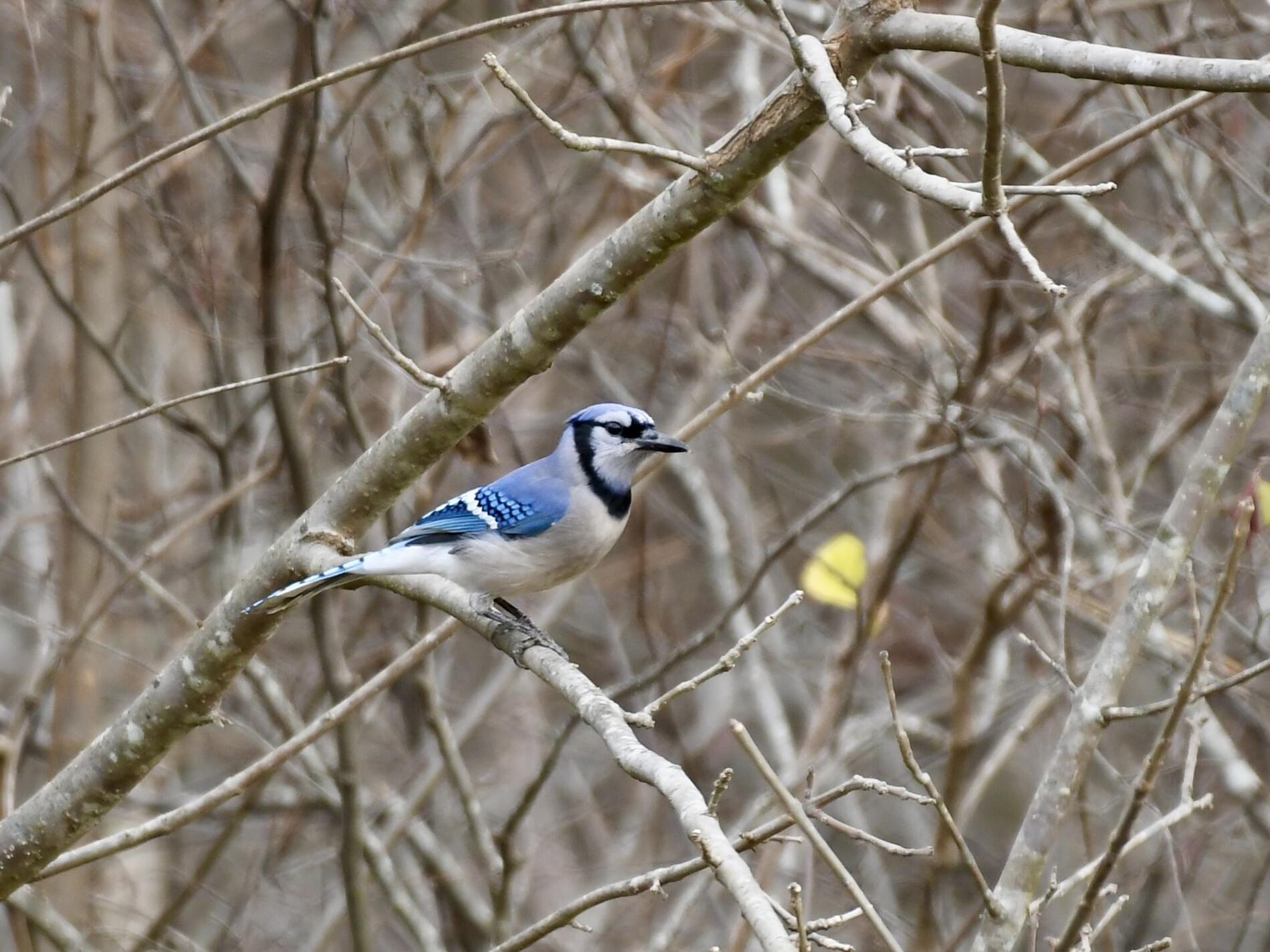 Blue Jay – Celebrate Urban Birds