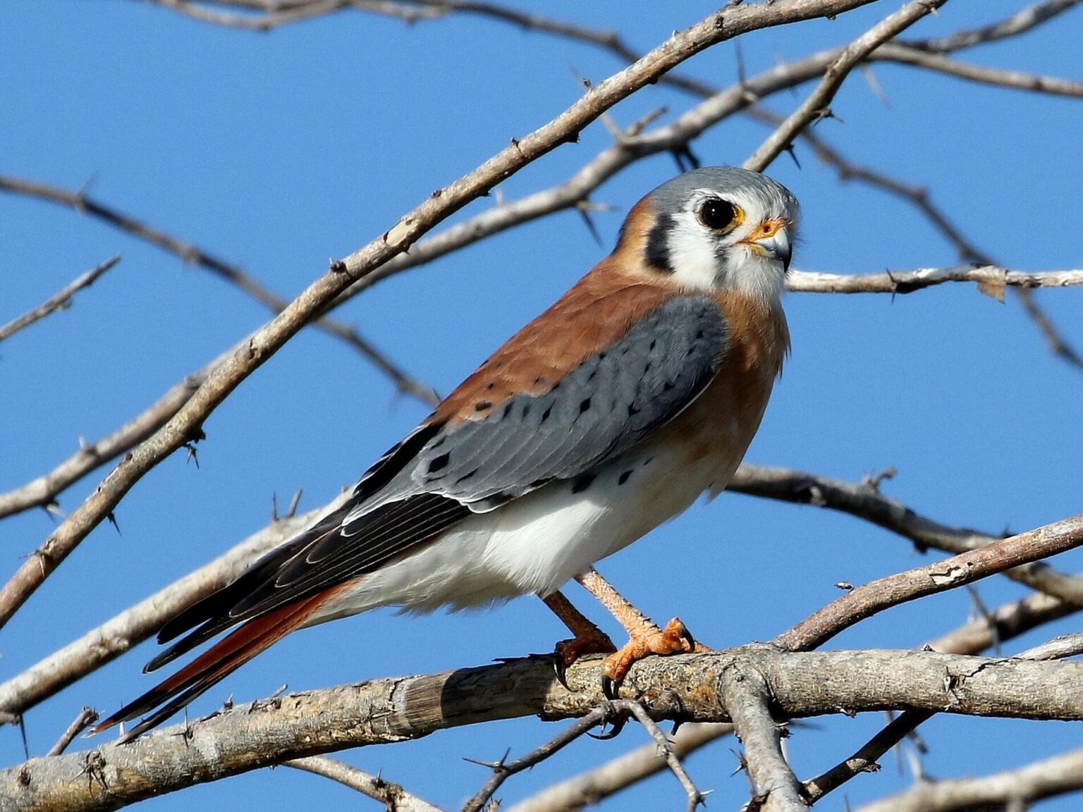 American Kestrel – Celebrate Urban Birds
