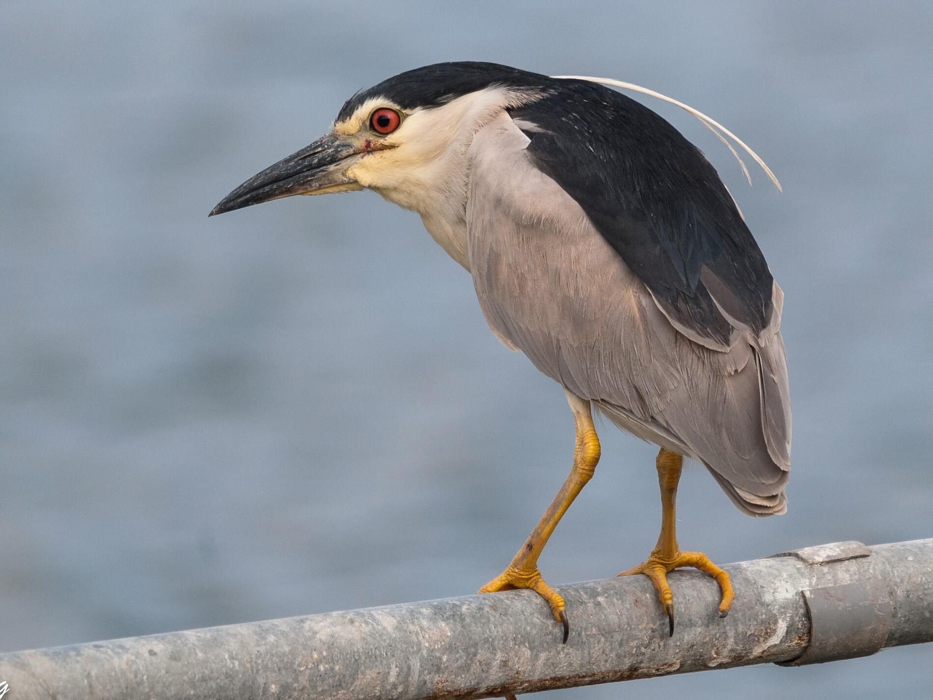 Black-crowned Night Heron – Celebrate Urban Birds