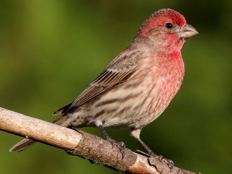 Pinzón Mexicano Celebra Les Aves Urbanas