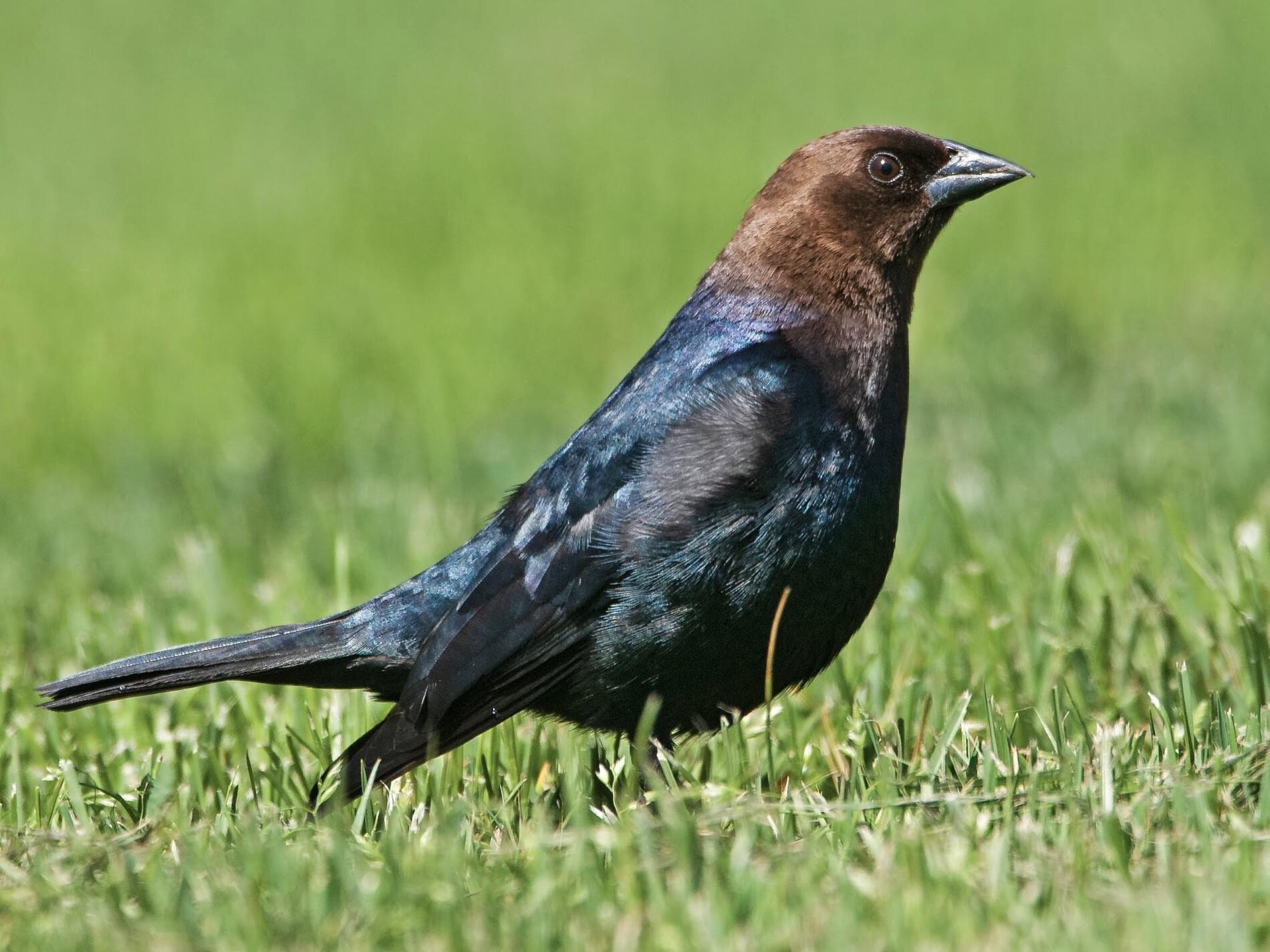 Vaquero de Cabeza Café – Celebra les Aves Urbanas