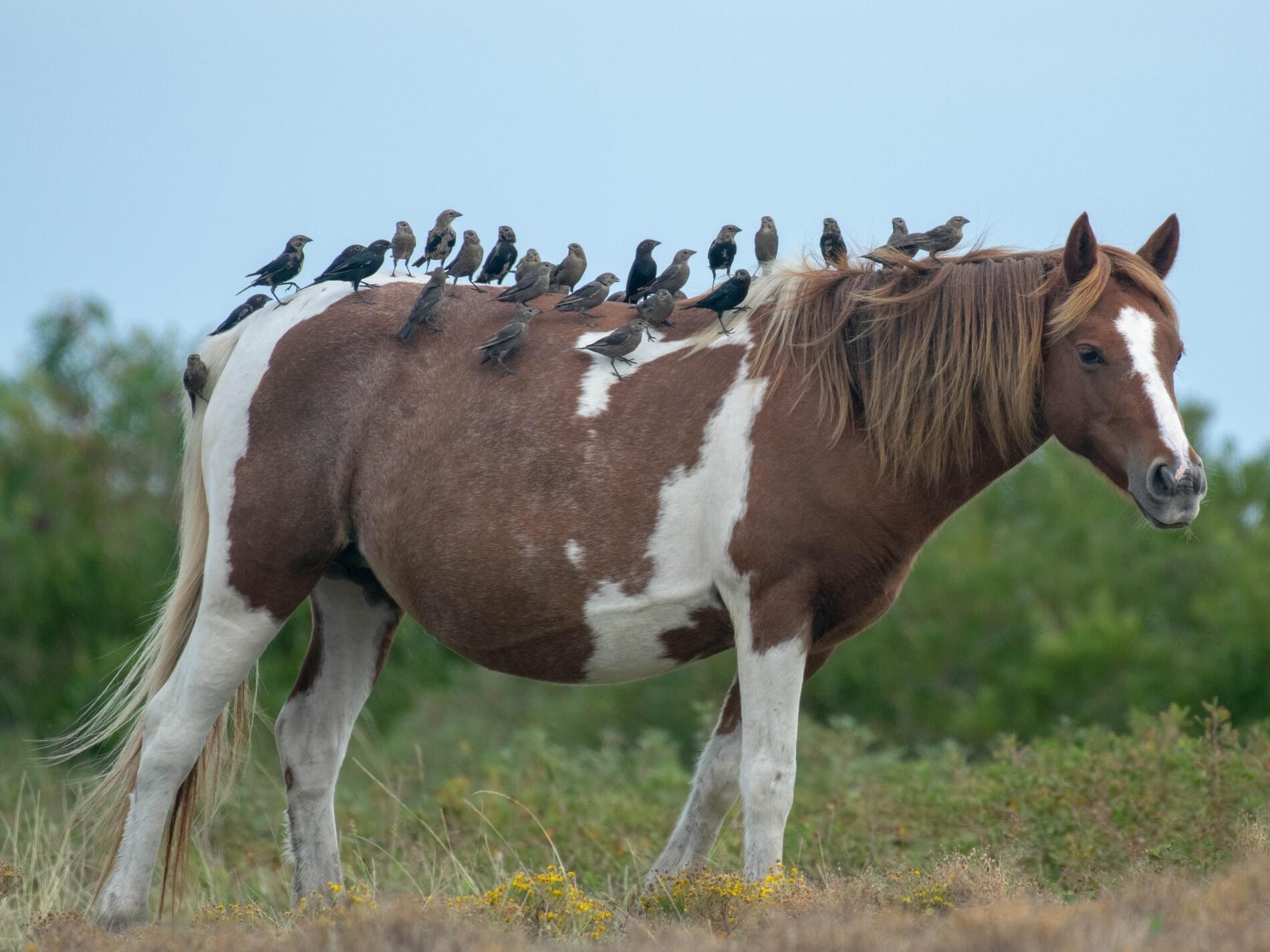 Vaquero de Cabeza Café – Celebra les Aves Urbanas