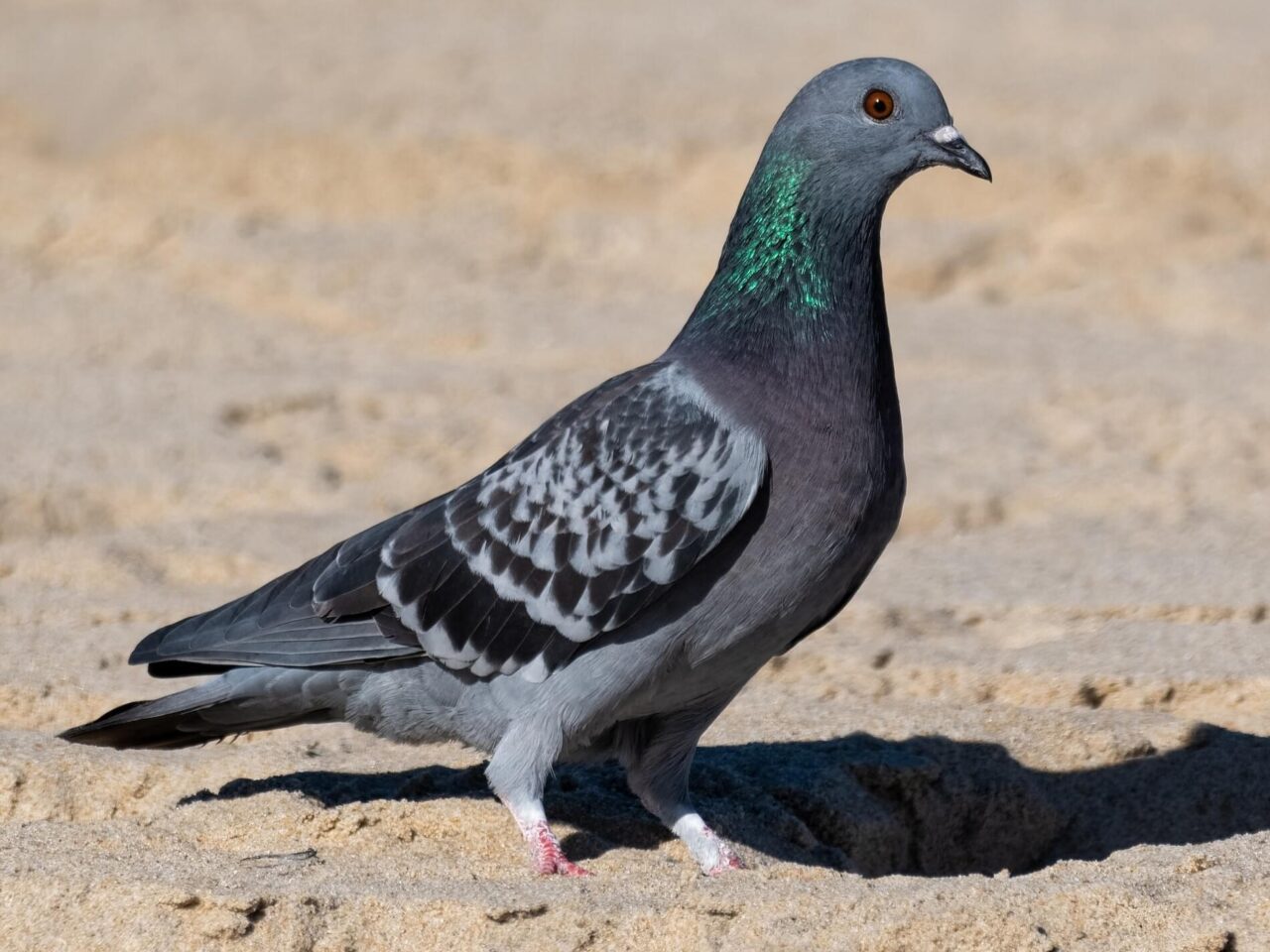 Rock Pigeon – Celebrate Urban Birds