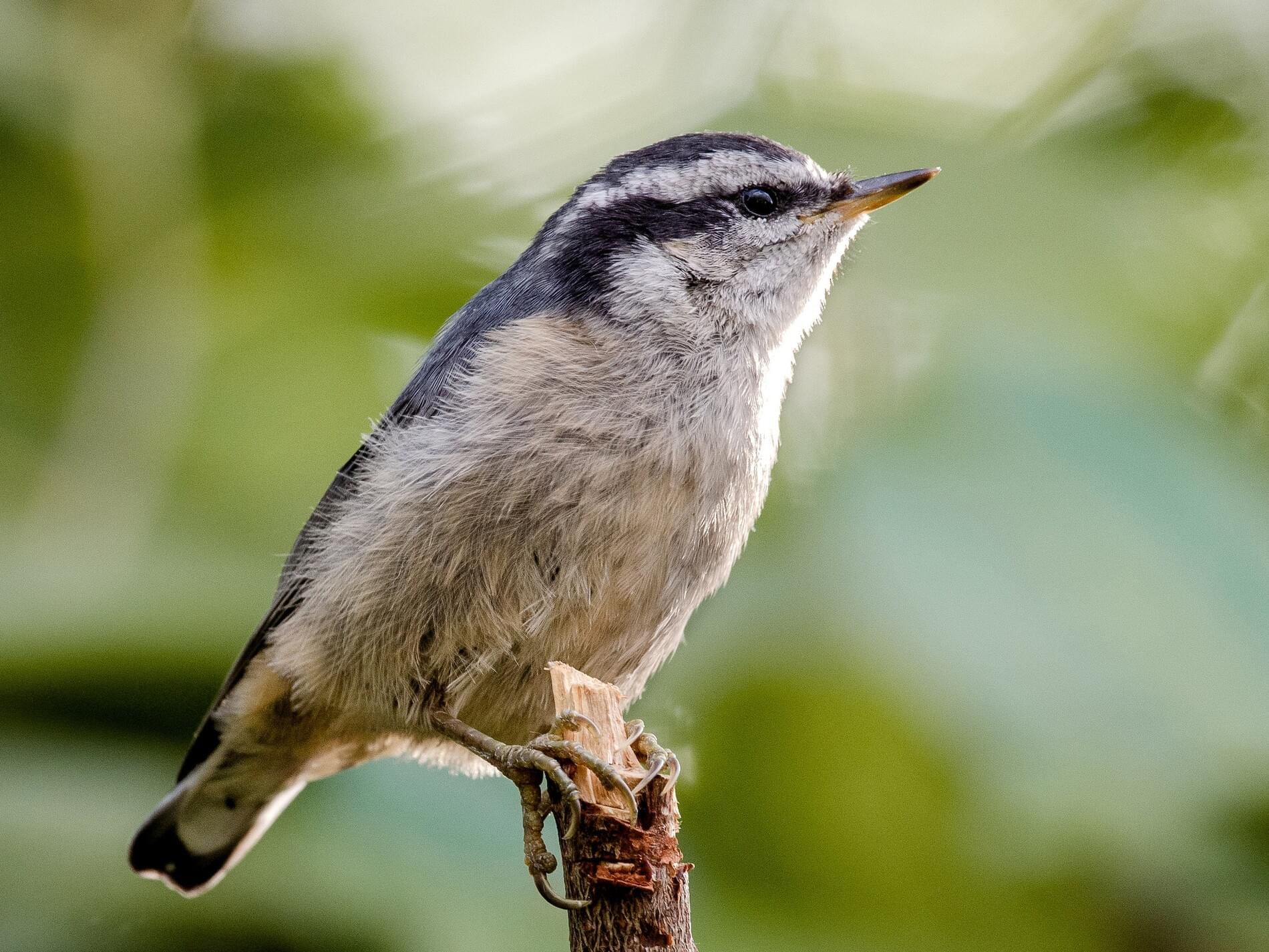 Red-breasted Nuthatch – Celebrate Urban Birds