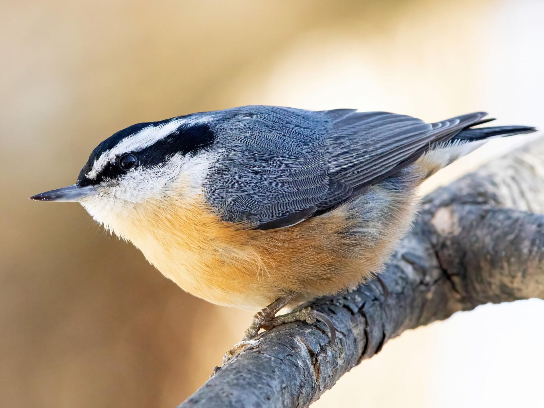 Red-breasted Nuthatch – Celebrate Urban Birds