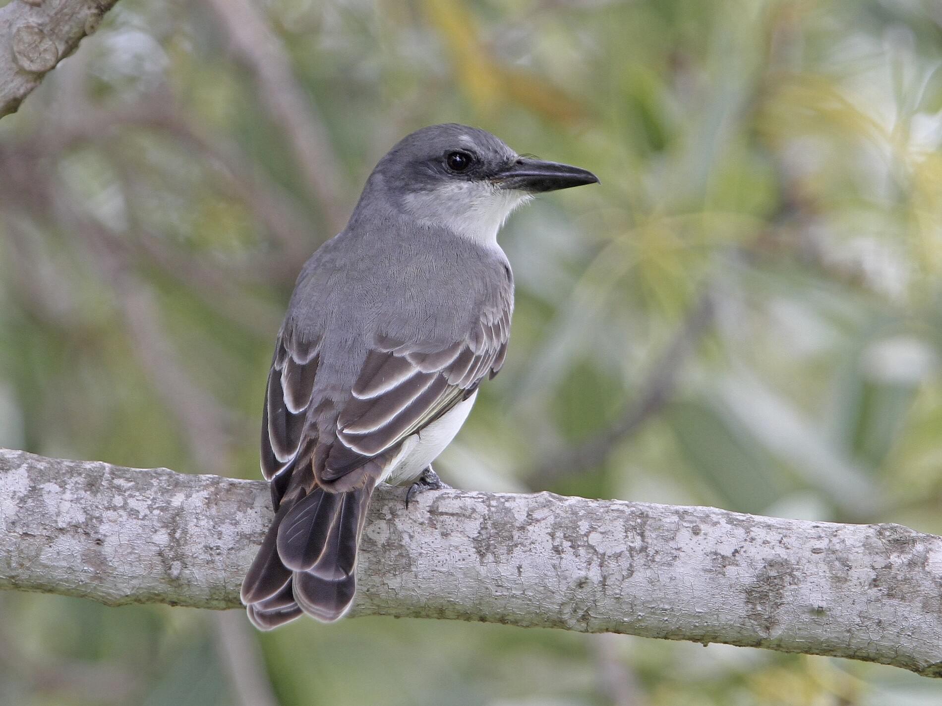 Gray Kingbird – Celebrate Urban Birds