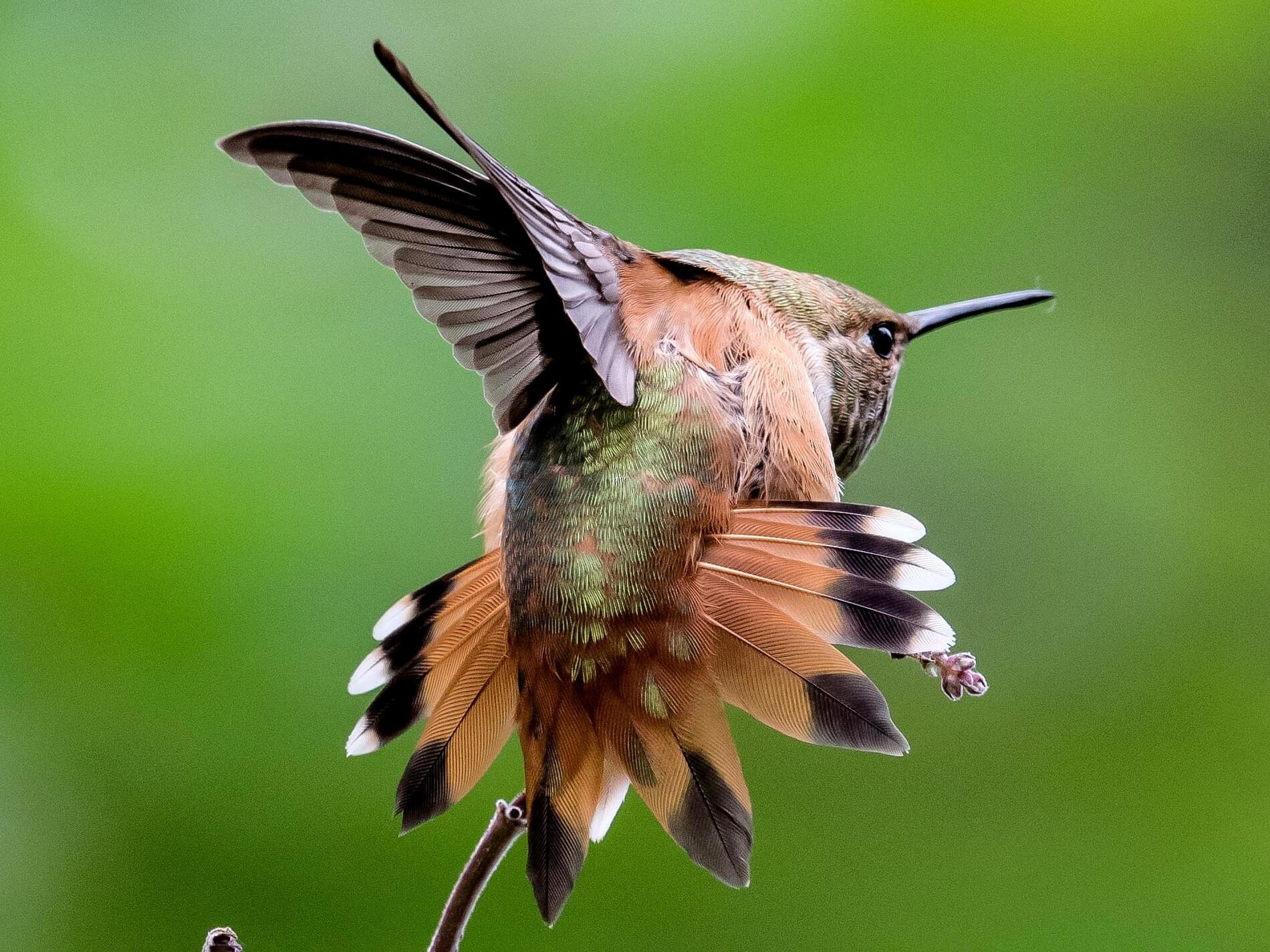Rufous Hummingbird – Celebrate Urban Birds