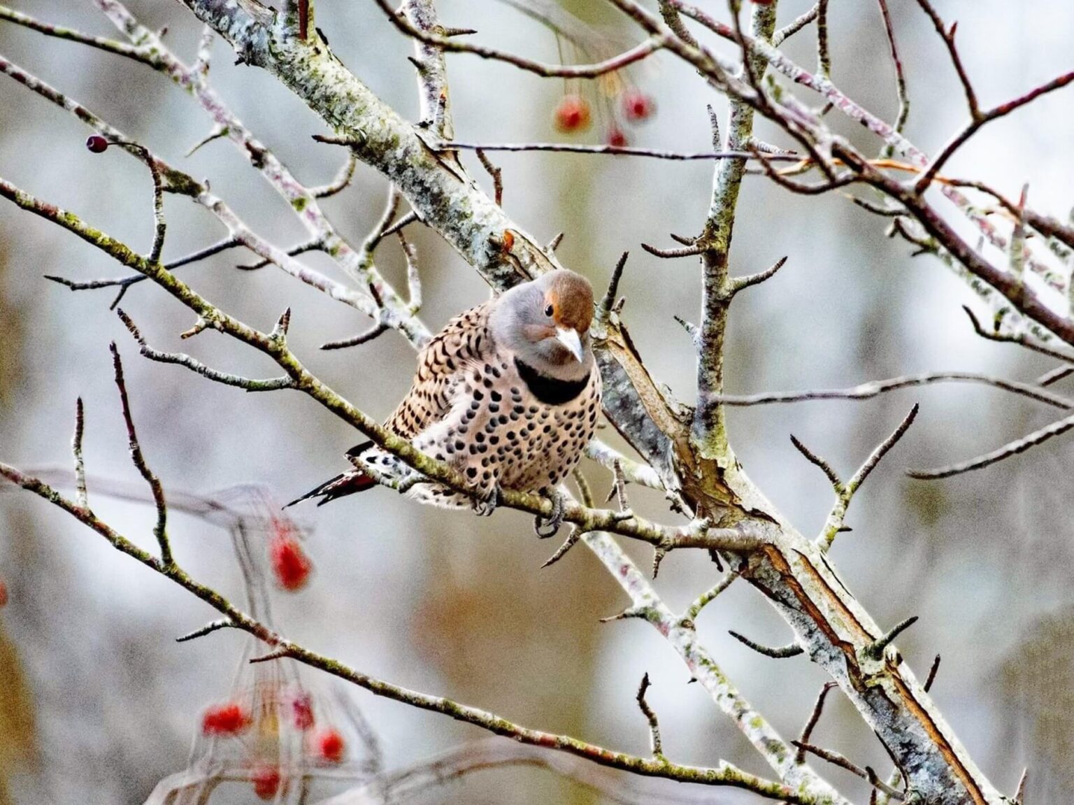 Northern Flicker – Celebrate Urban Birds