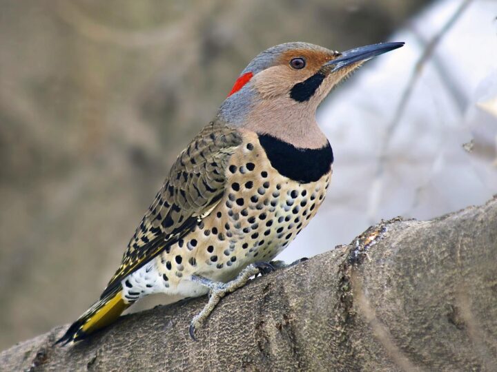 Northern Flicker – Celebrate Urban Birds