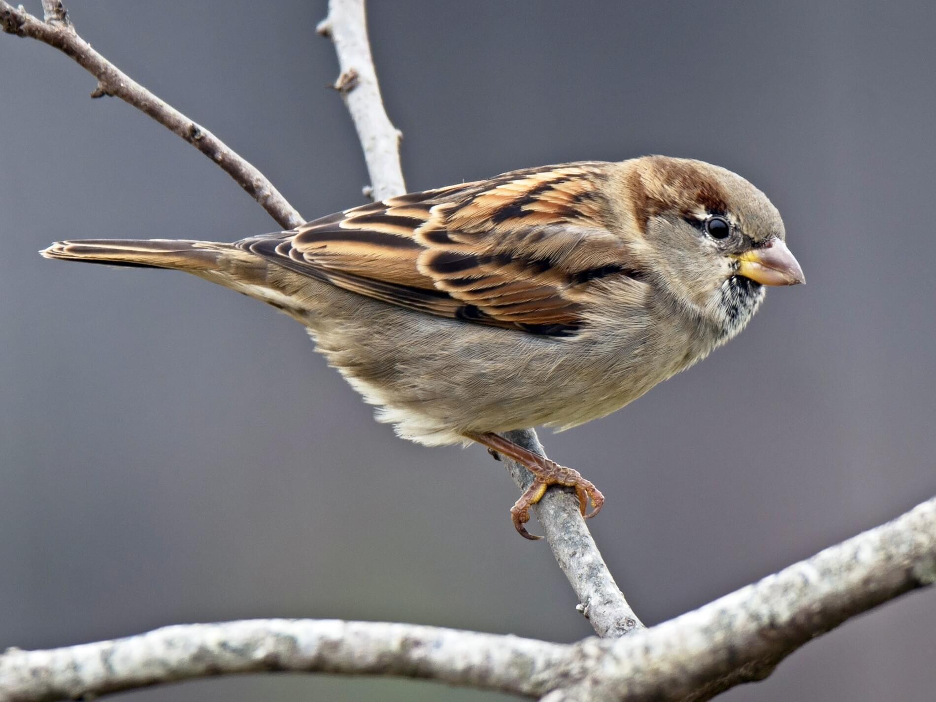 House Sparrow – Celebrate Urban Birds