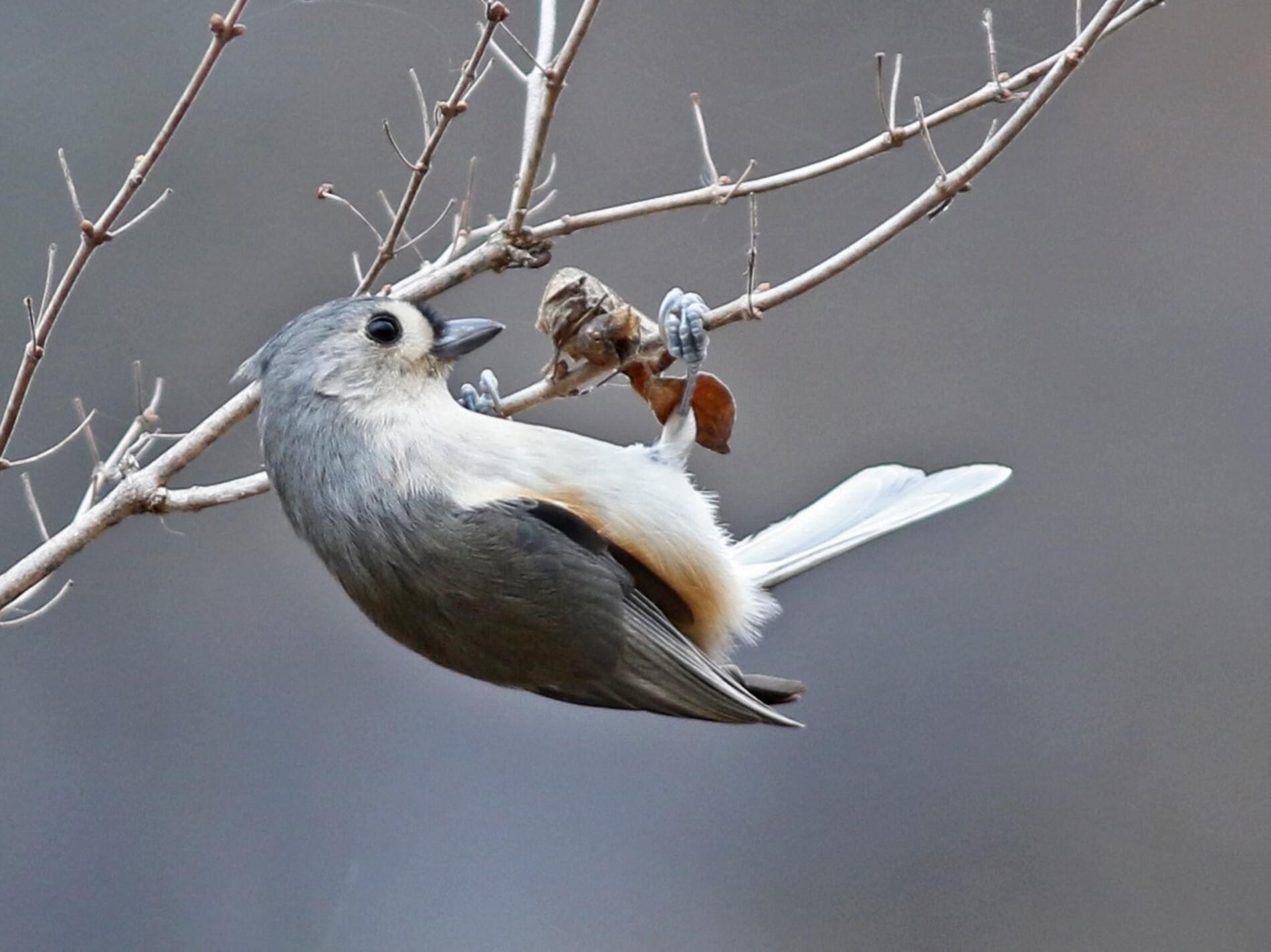 Tufted Titmouse – Celebrate Urban Birds