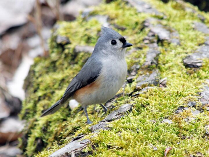 Tufted Titmouse – Celebrate Urban Birds