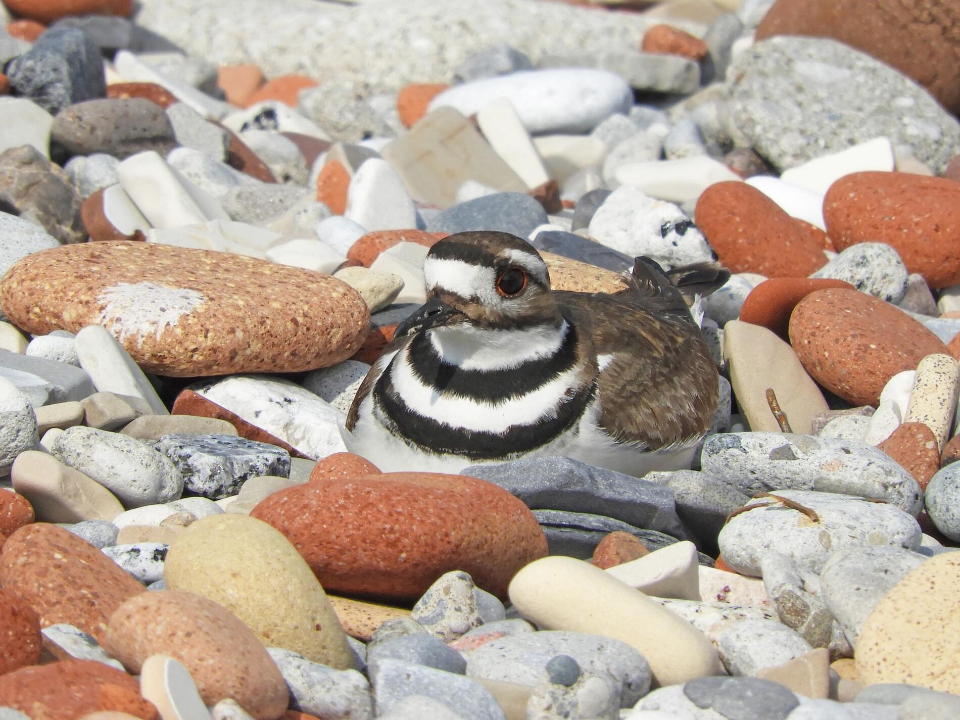 Killdeer – Celebrate Urban Birds