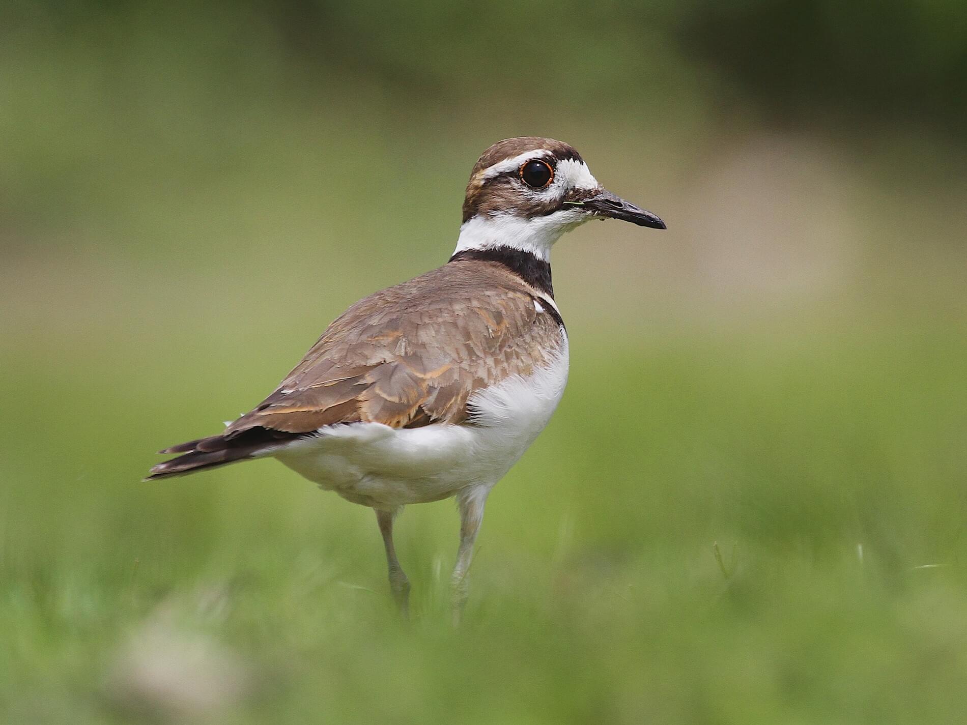 Killdeer – Celebrate Urban Birds