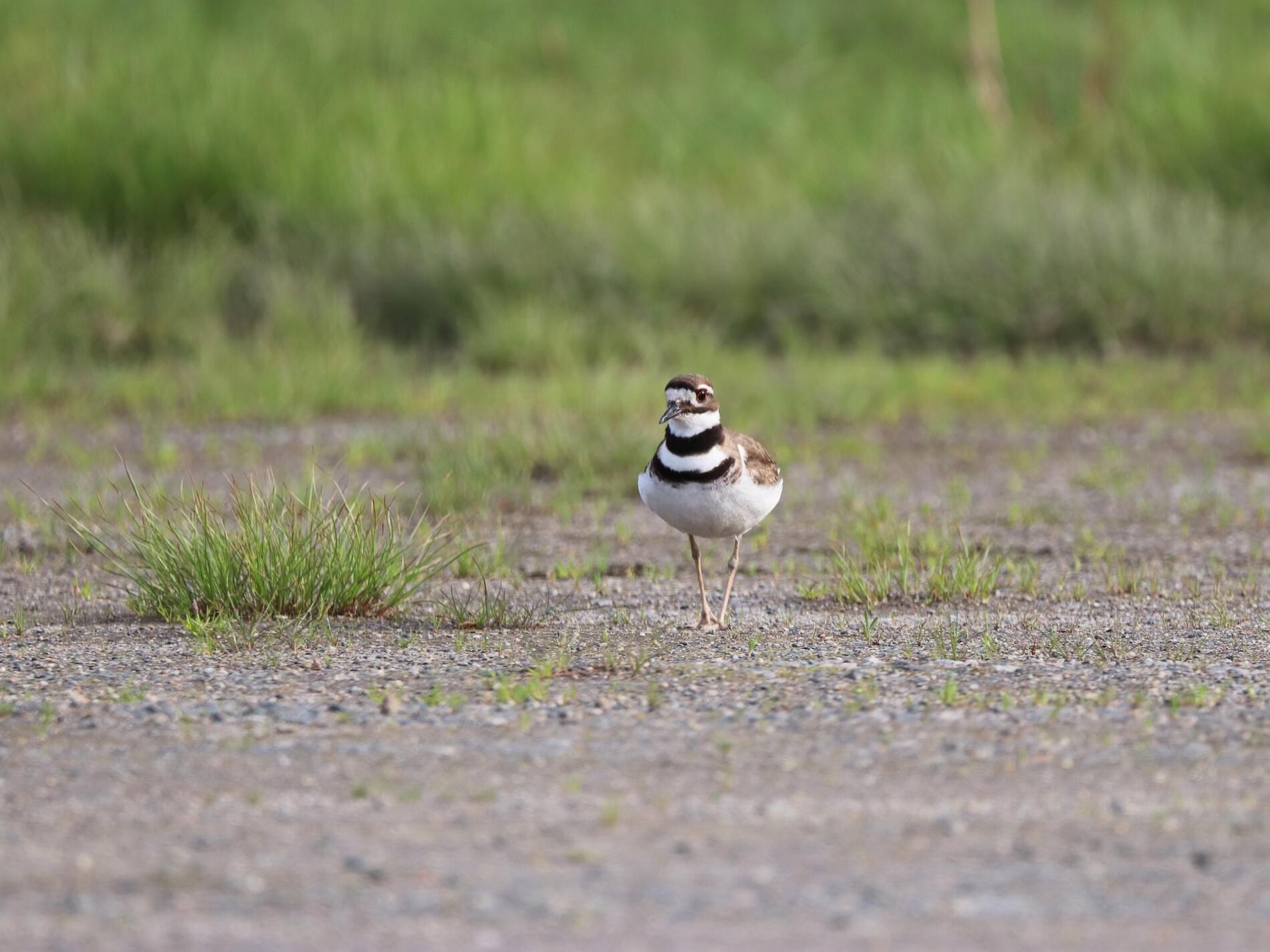 Killdeer – Celebrate Urban Birds