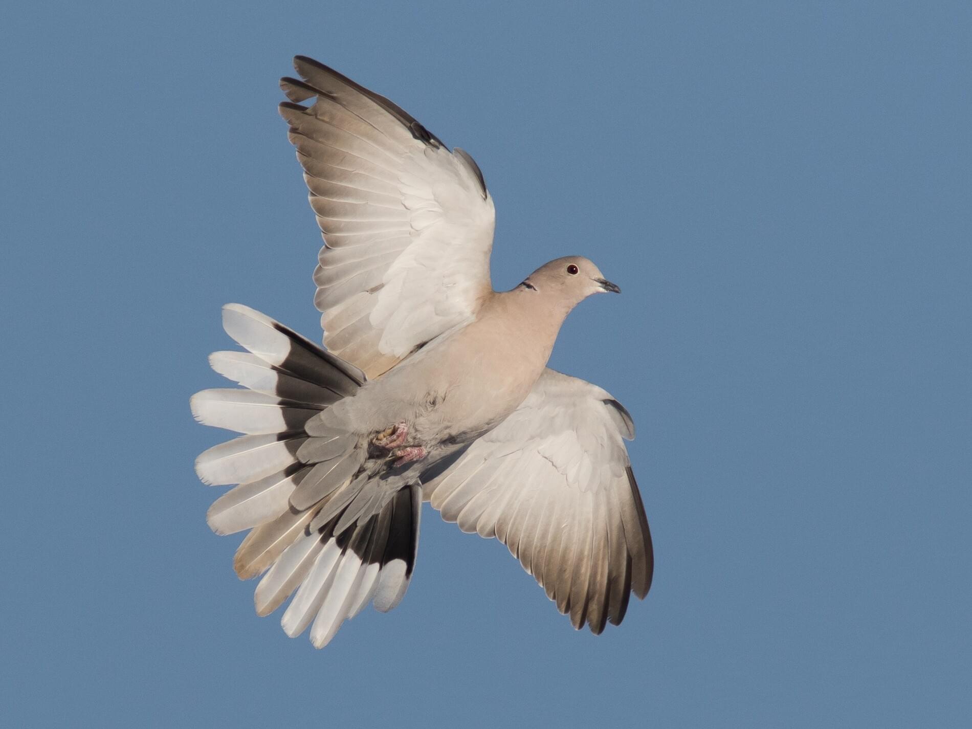 Eurasian Collared-Dove – Celebrate Urban Birds