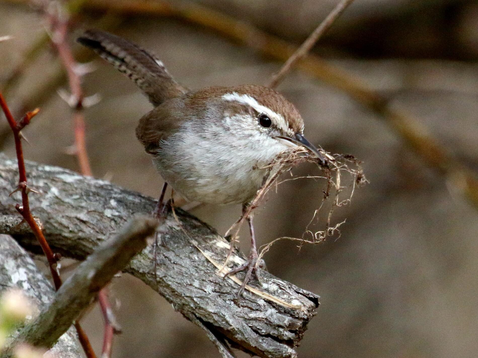 Bewick’s Wren – Celebrate Urban Birds