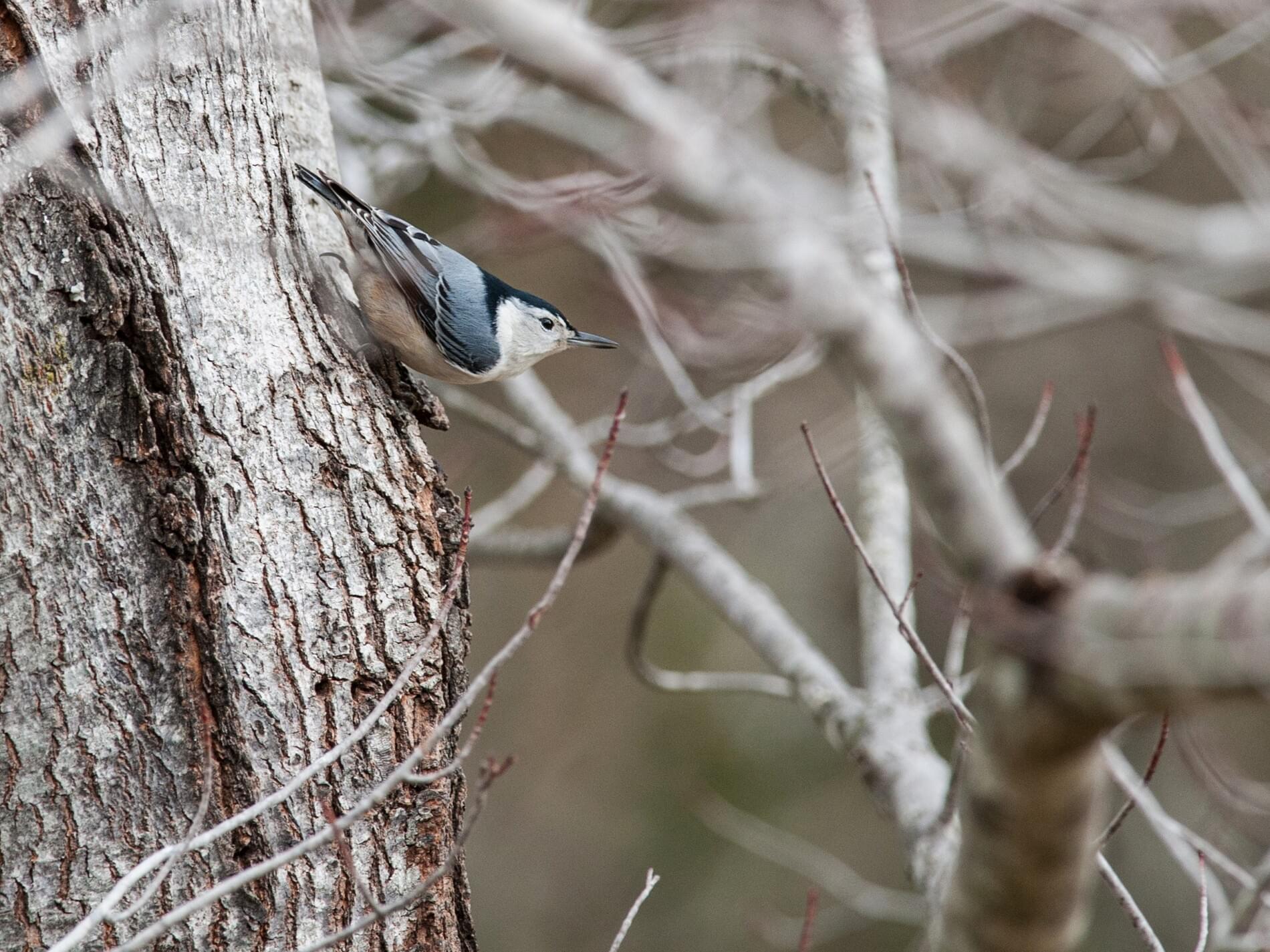 White-breasted Nuthatch – Celebrate Urban Birds
