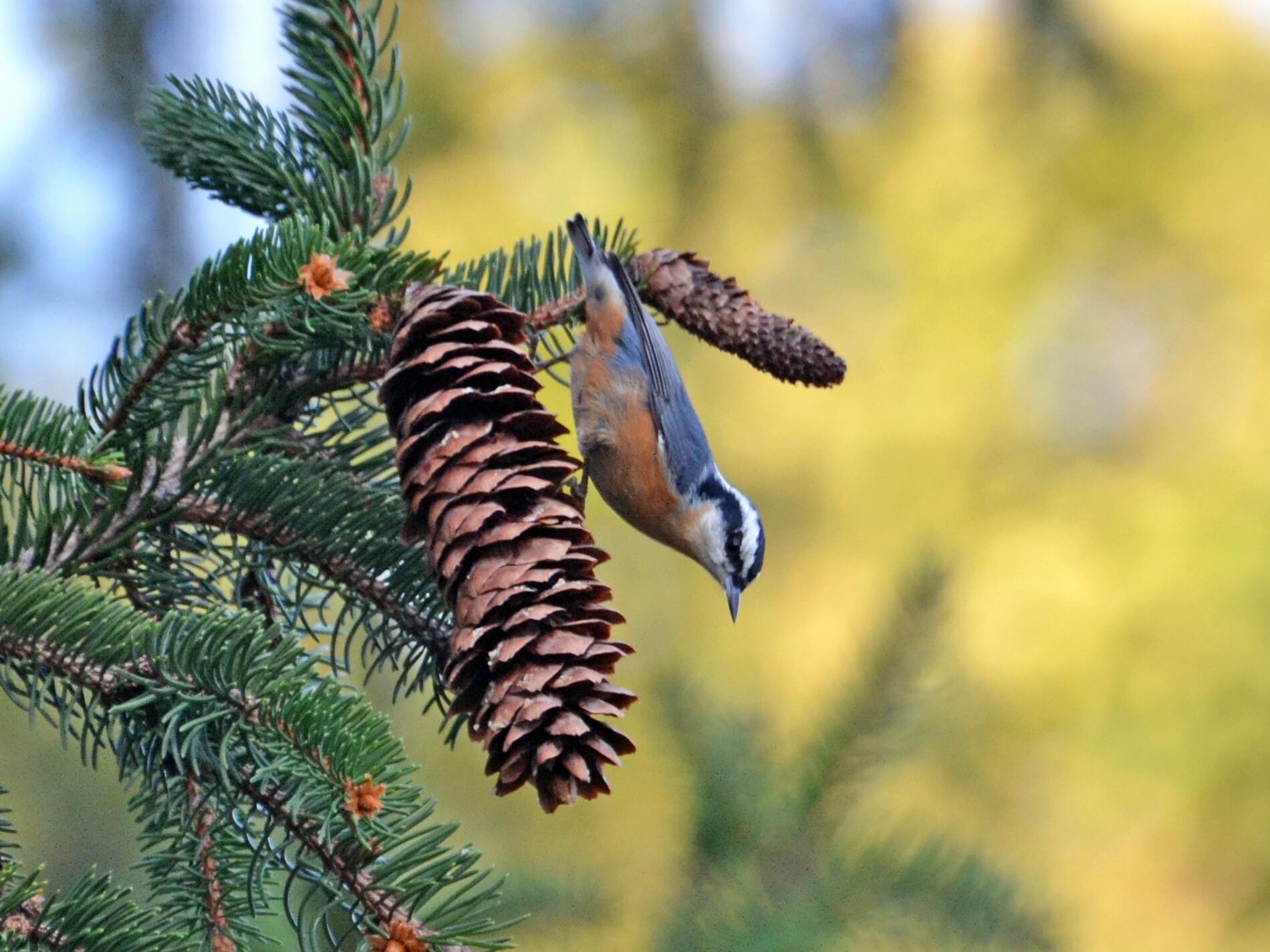 Red-breasted Nuthatch – Celebrate Urban Birds