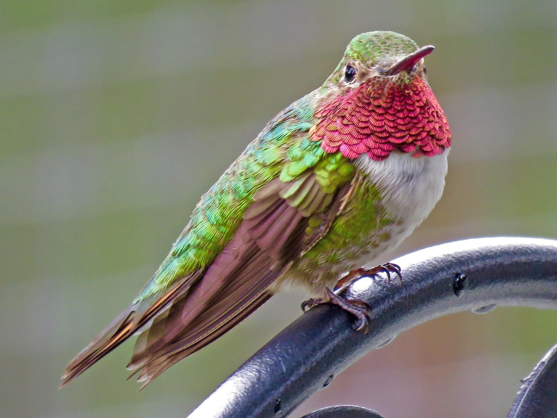Broad-tailed Hummingbird – Celebrate Urban Birds
