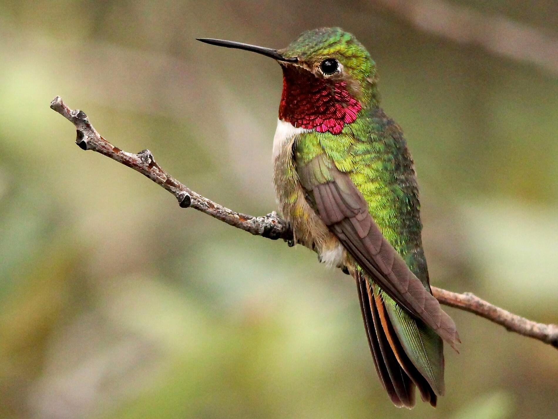 Broad-tailed Hummingbird – Celebrate Urban Birds