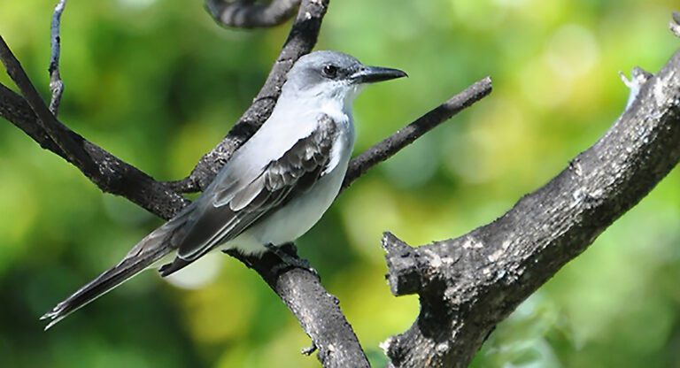 Gray Kingbird – Celebrate Urban Birds