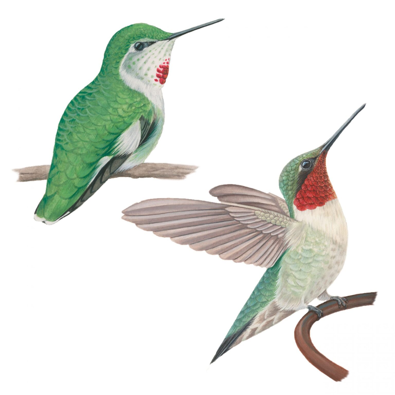 Colibrí Garganta Rubí – Celebra les Aves Urbanas