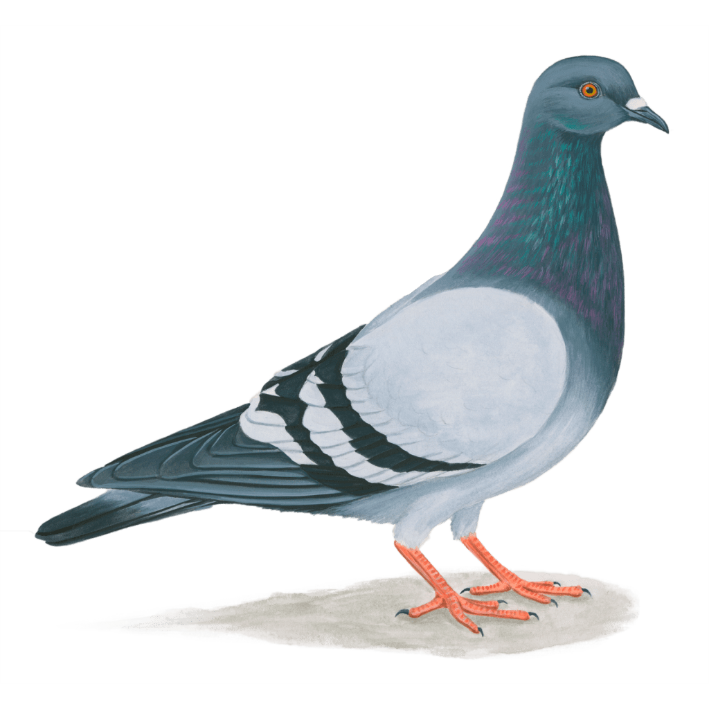 Rock Pigeon – Celebrate Urban Birds