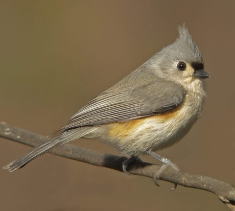 Tufted Titmouse – Celebrate Urban Birds
