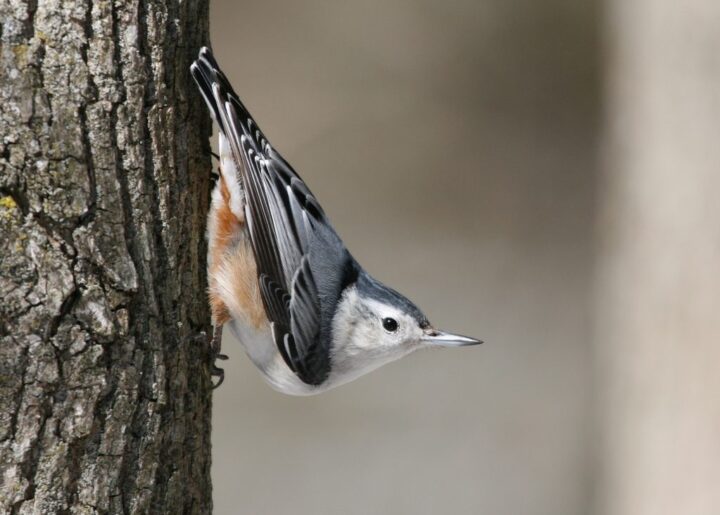 White-breasted Nuthatch – Celebrate Urban Birds