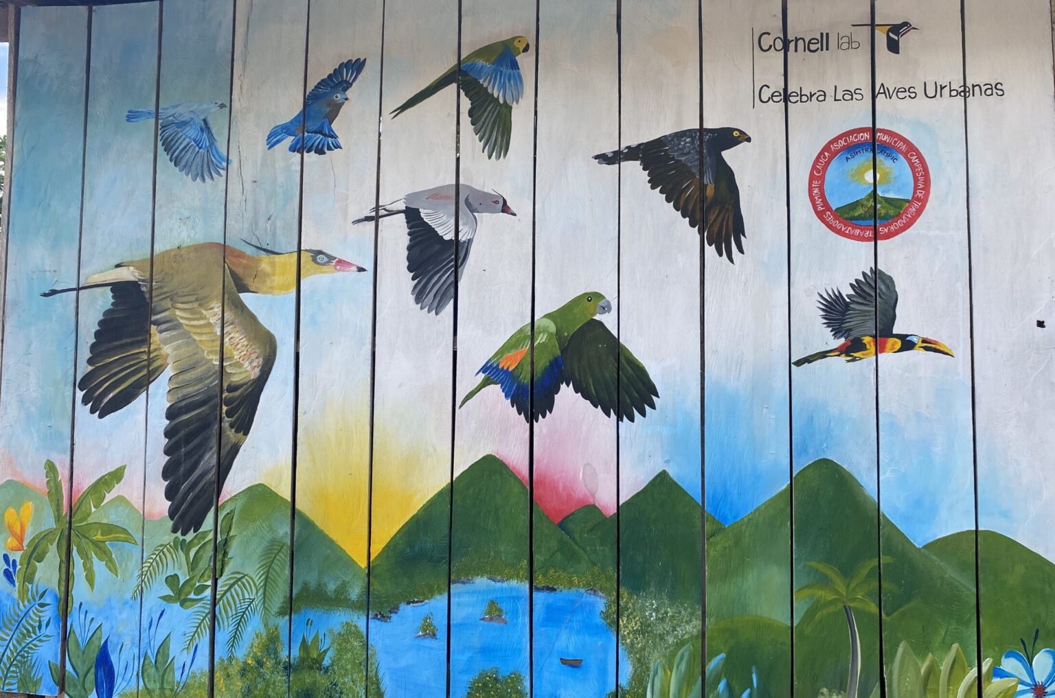 Key Initiatives – Celebrate Urban Birds